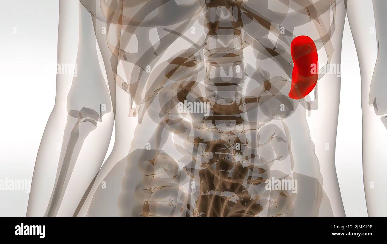 Medical infographic human body illustration hi-res stock photography ...