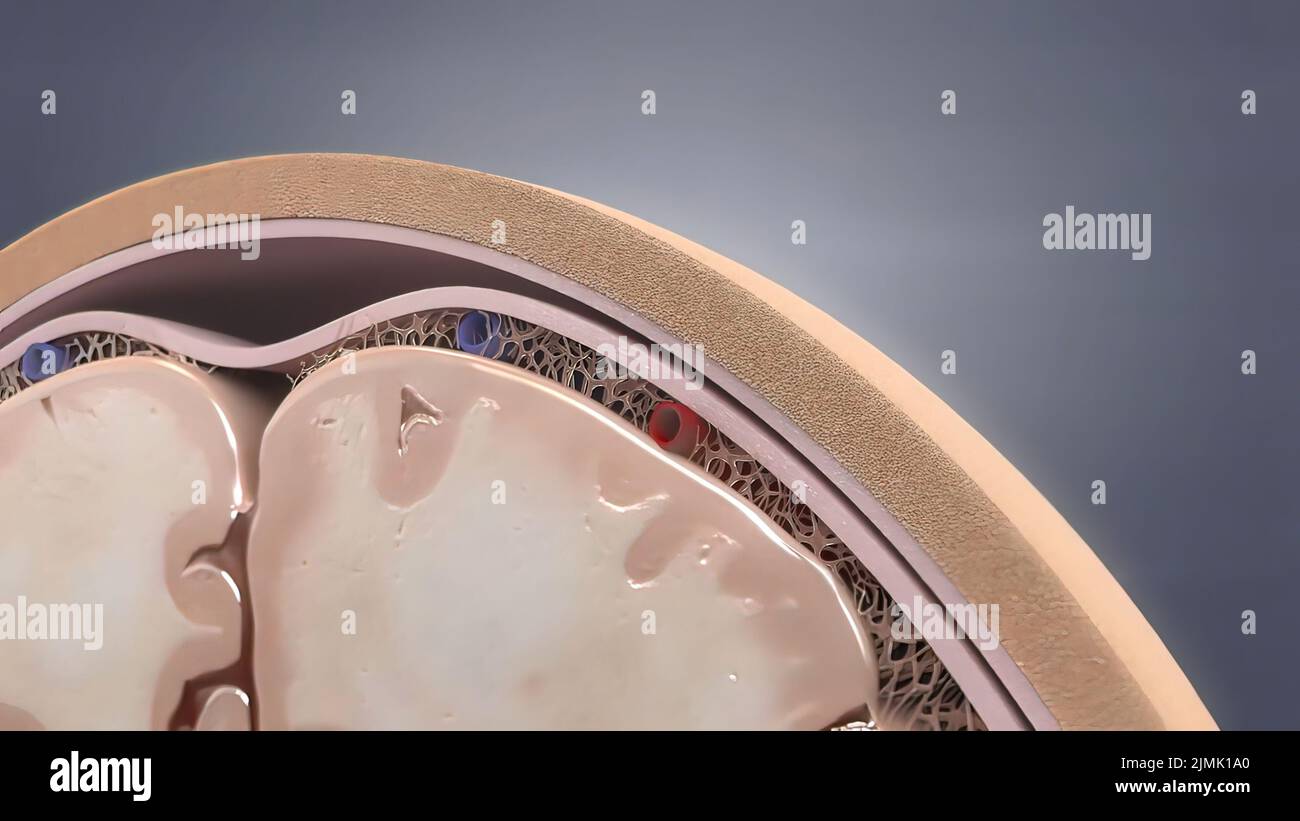 With half brain hi-res stock photography and images - Alamy