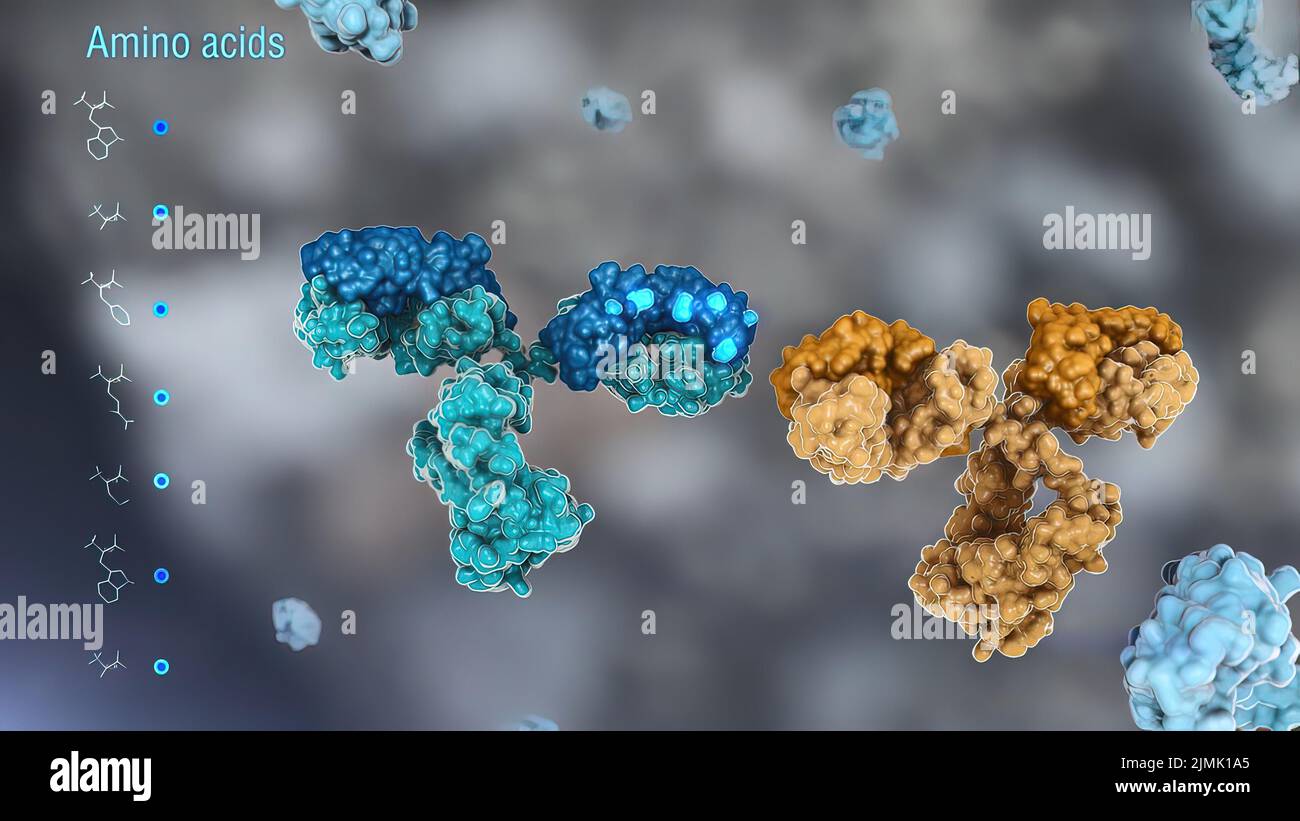 Molecular model of antibody hi-res stock photography and images - Alamy