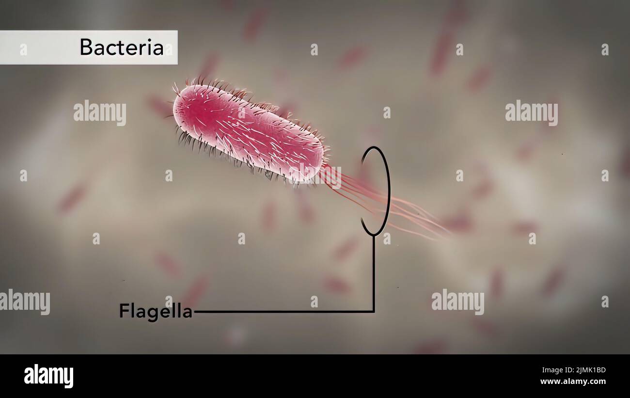 Bacteria microscope salmonella hi-res stock photography and images - Alamy