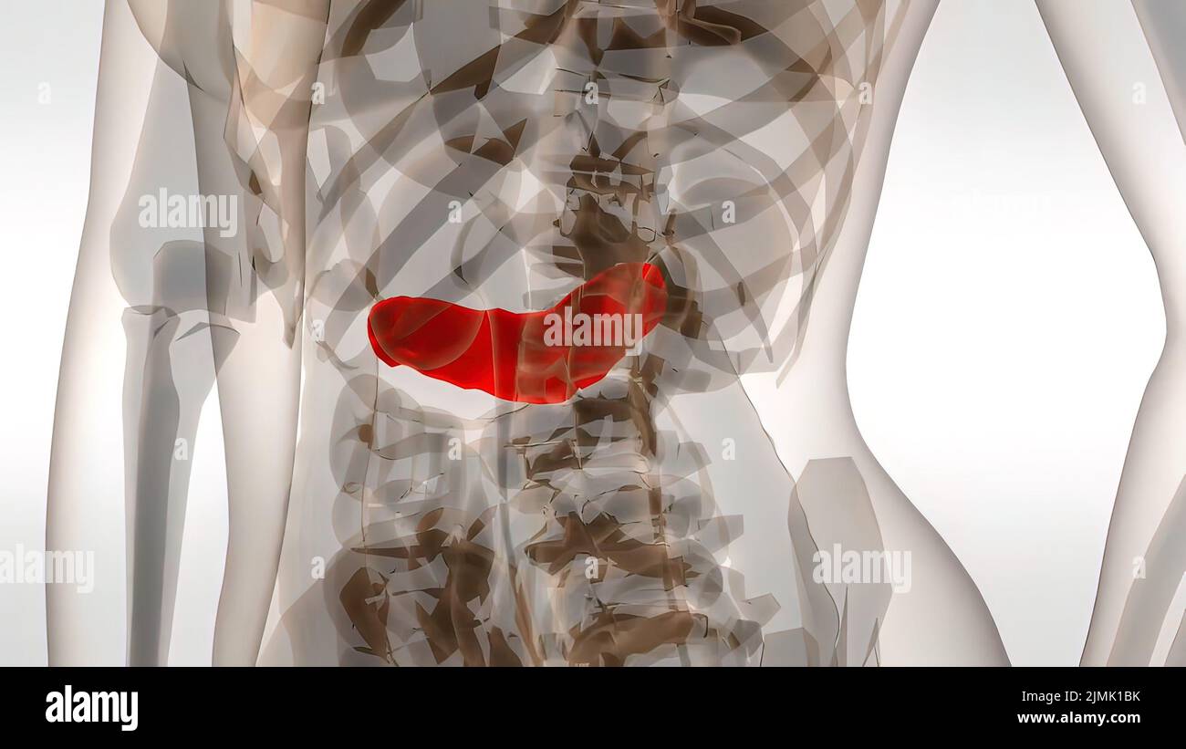 3d anatomy hi-res stock photography and images - Alamy