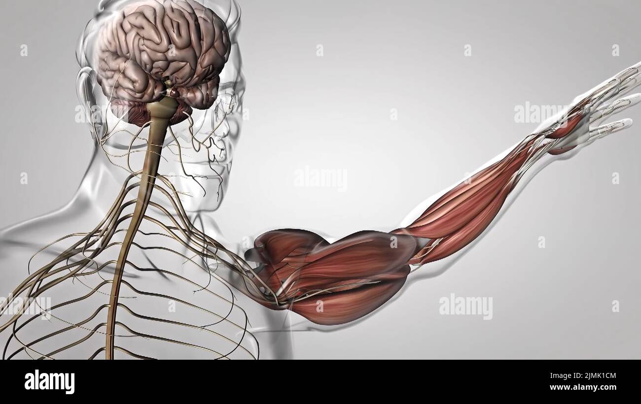 Muscle arm hi-res stock photography and images - Alamy