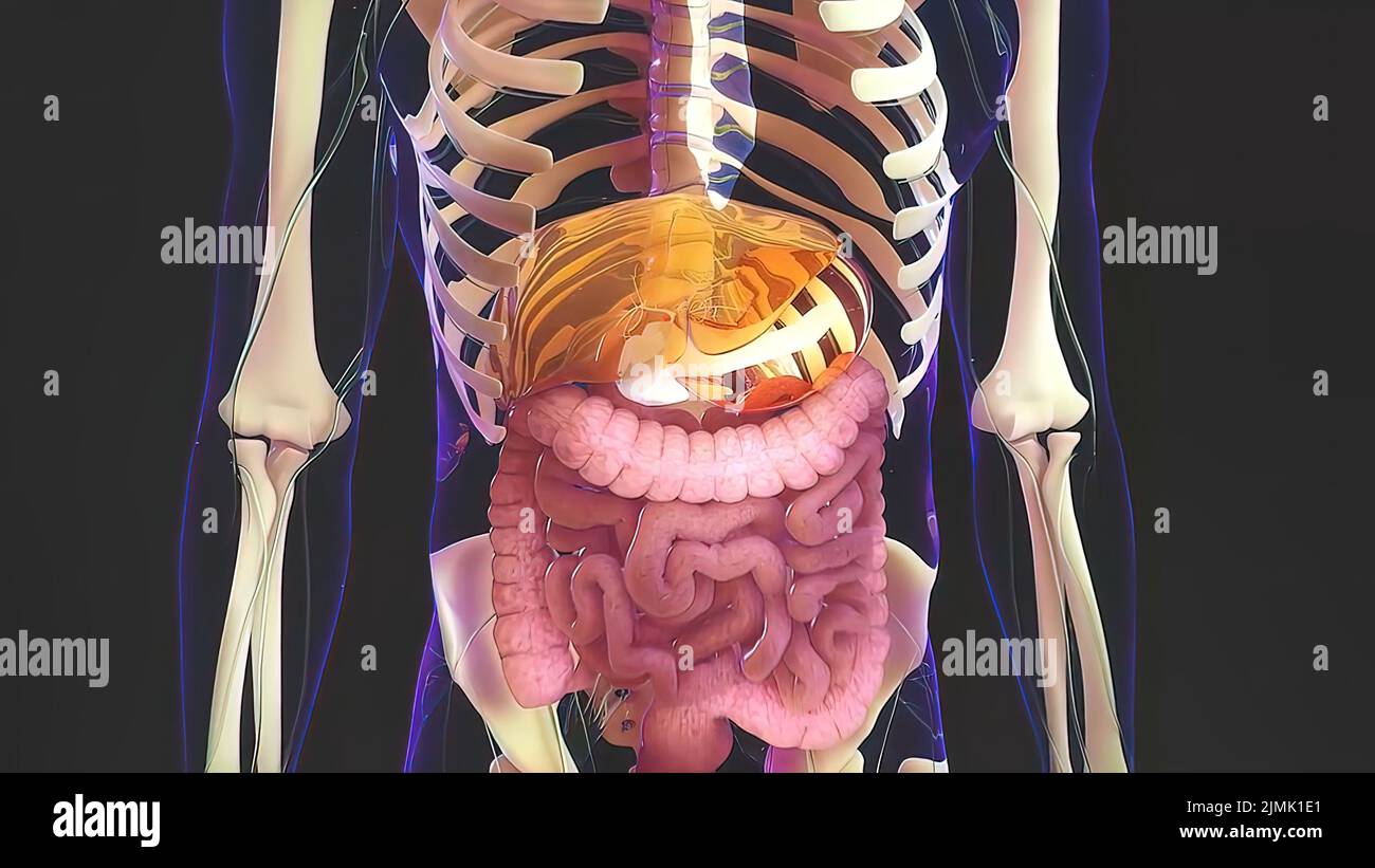 Human body anatomy inflammation x ray hi-res stock photography and ...