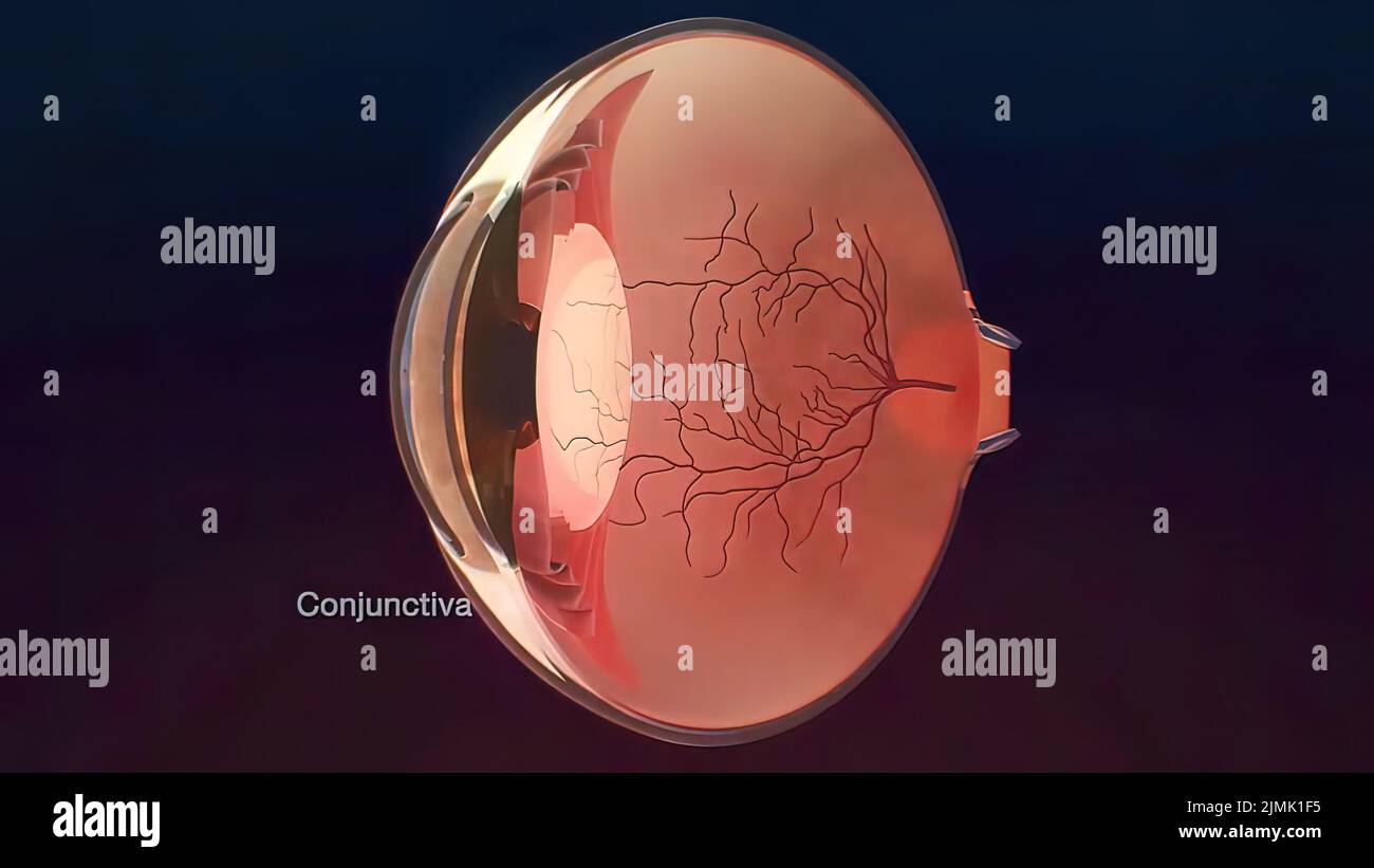 Human eye iris hi-res stock photography and images - Alamy