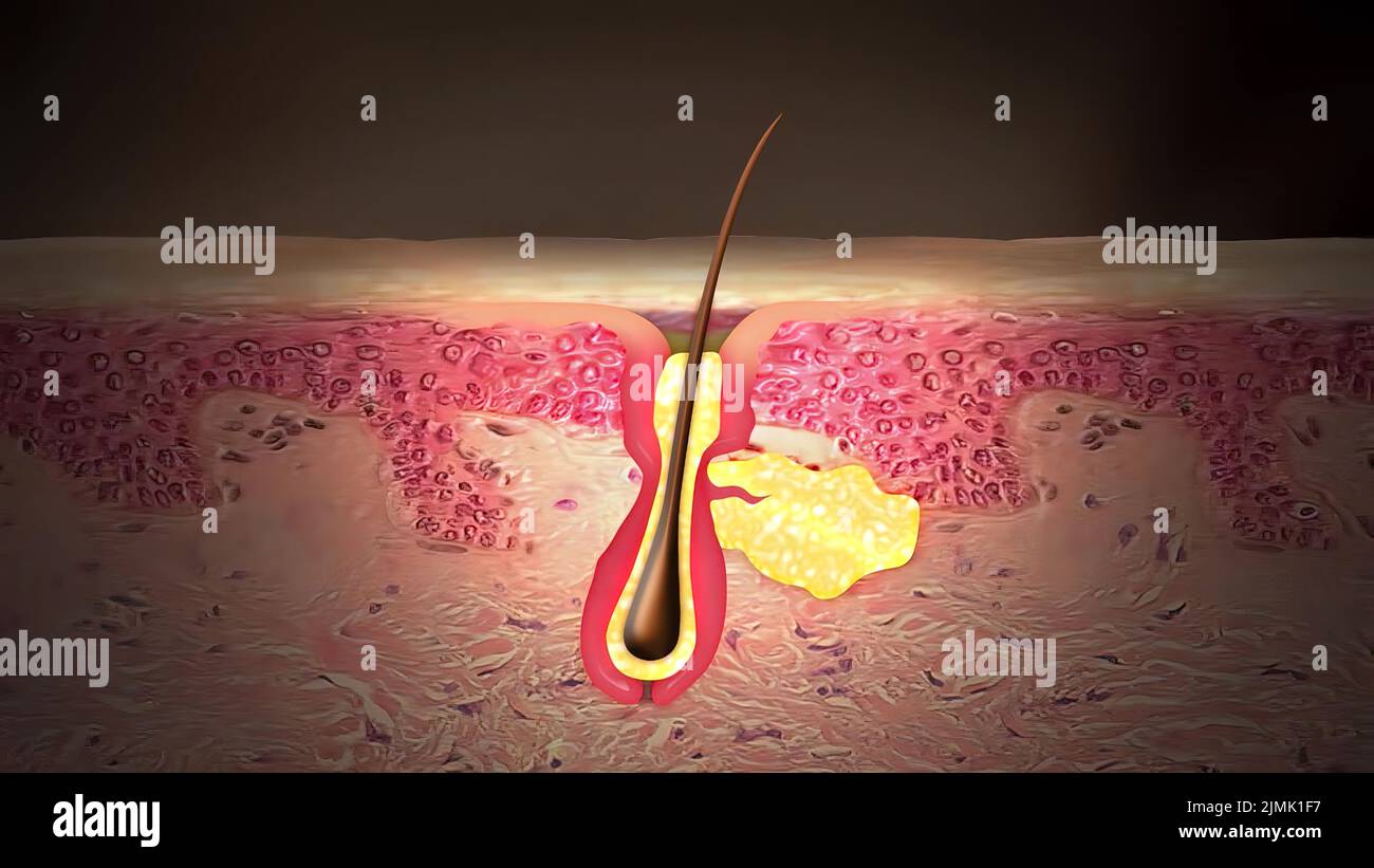 Human stages of development hi-res stock photography and images - Alamy