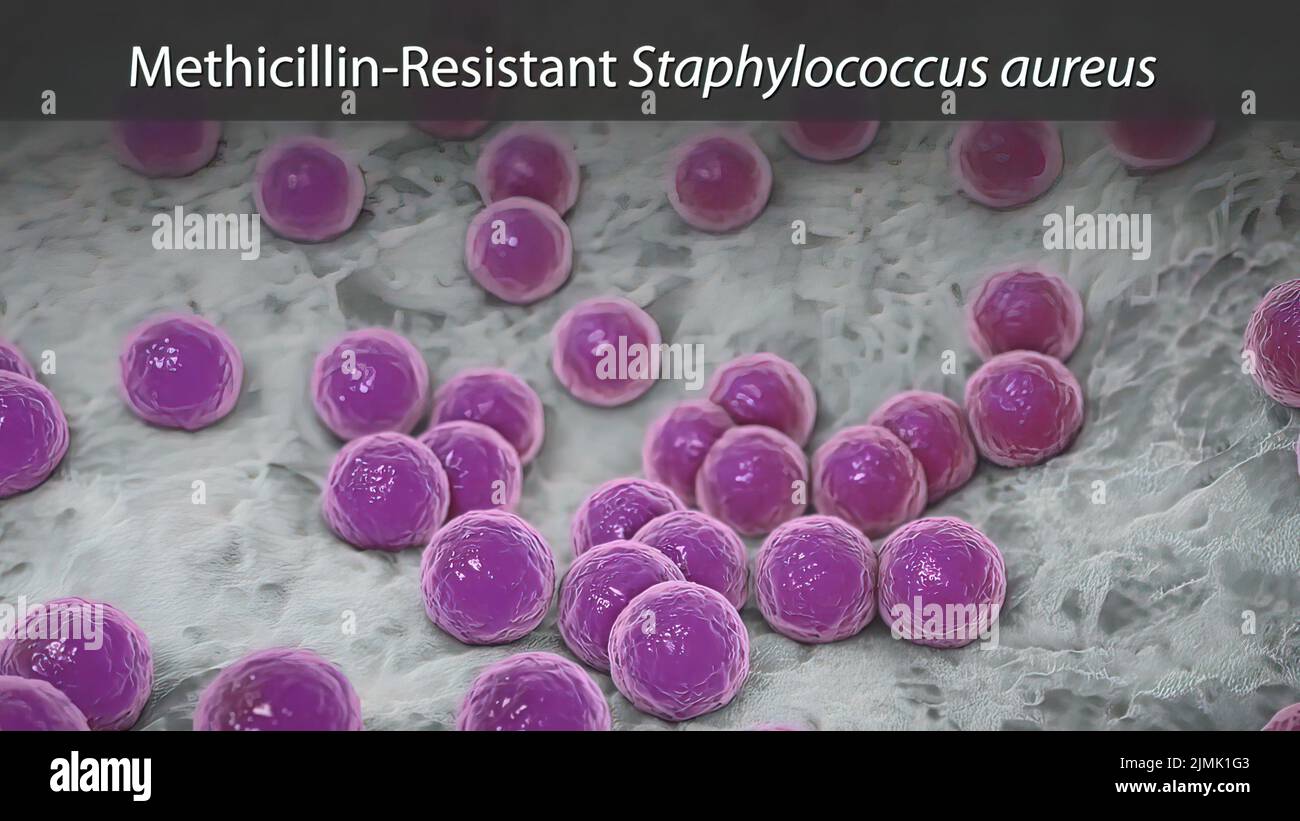 Gram positive bacteria hi-res stock photography and images - Alamy