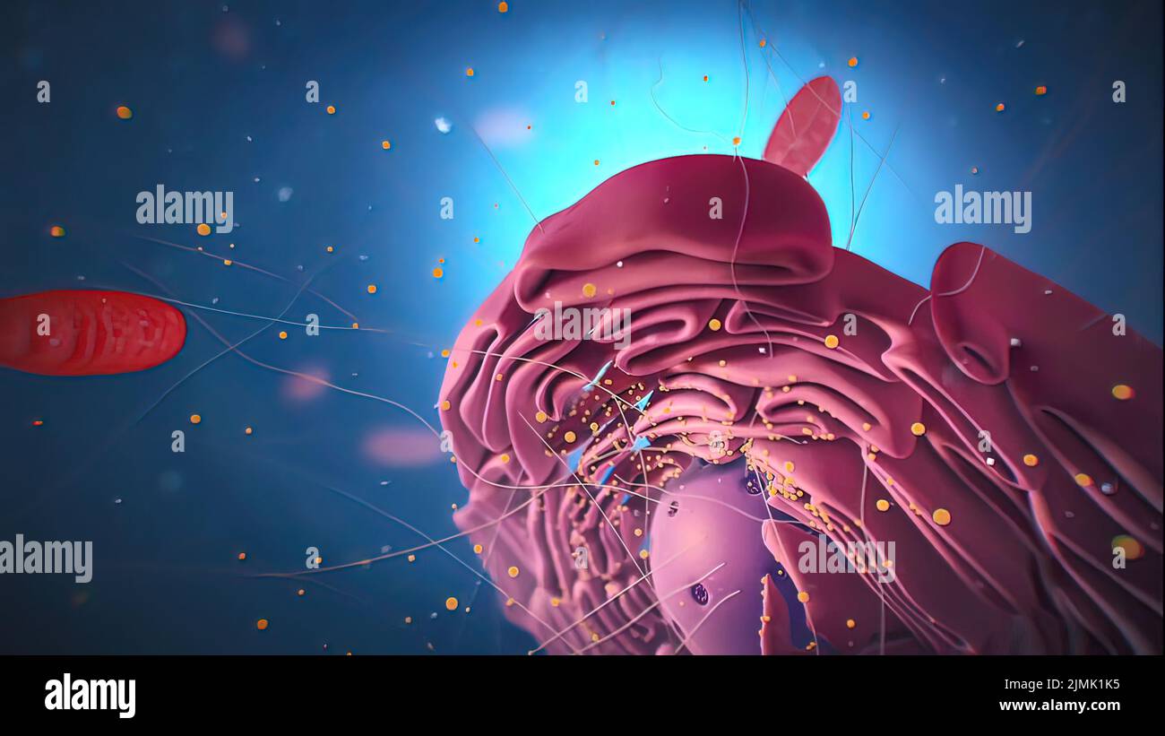 Cell membrane nucleus cytoplasm hi-res stock photography and images - Alamy
