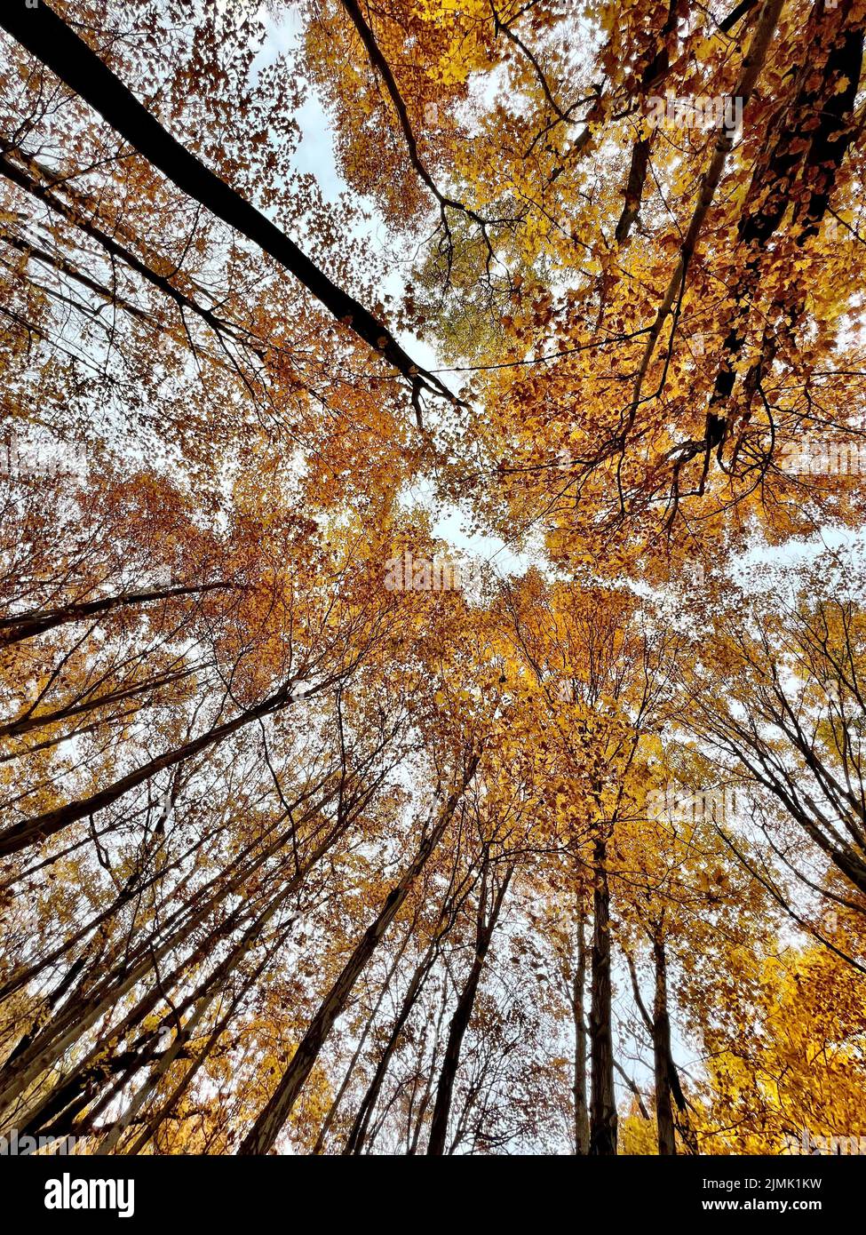 A scenery of autumnal trees in Indiana, the USA Stock Photo - Alamy