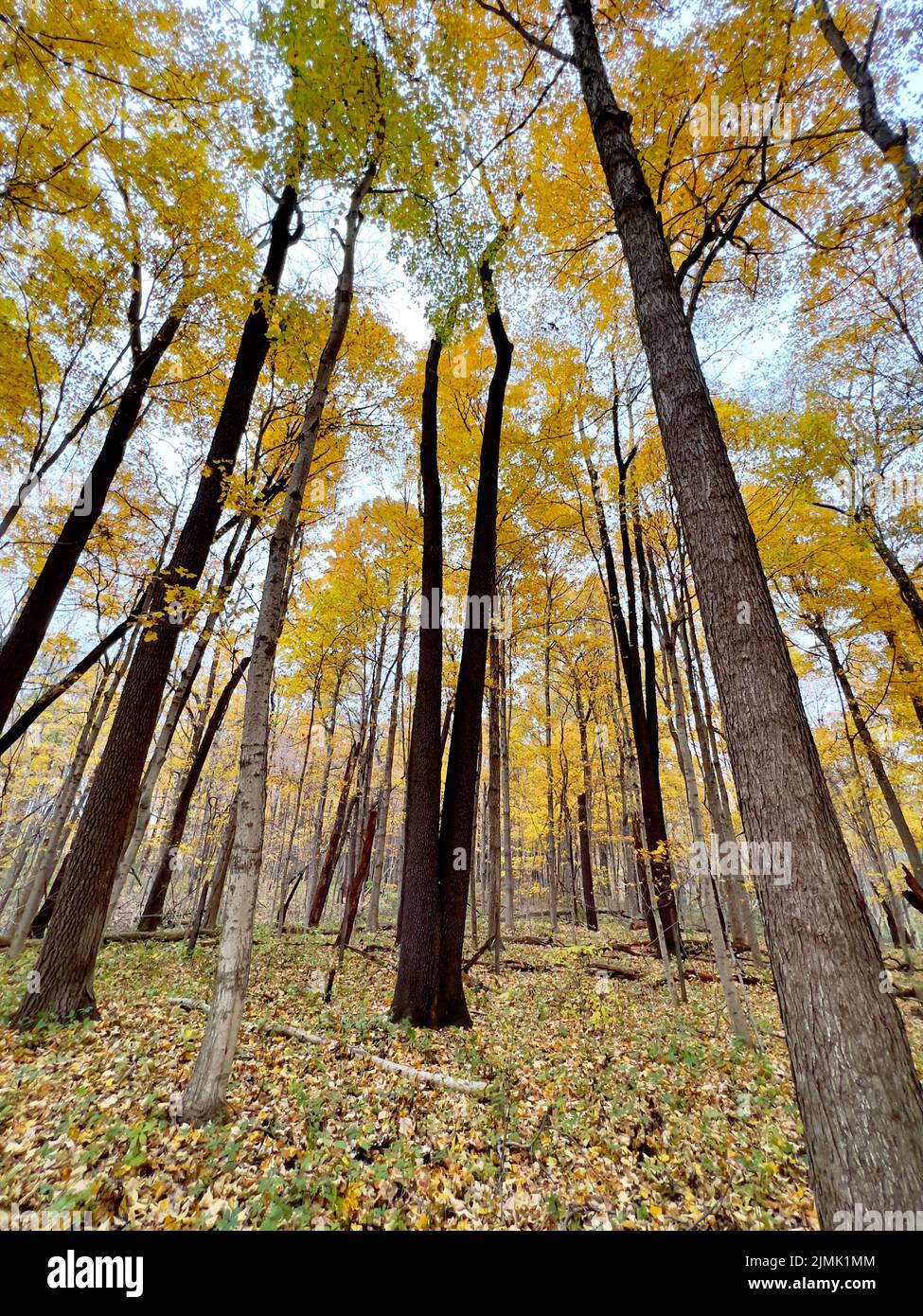 A scenery of autumnal trees in Indiana, the USA Stock Photo - Alamy