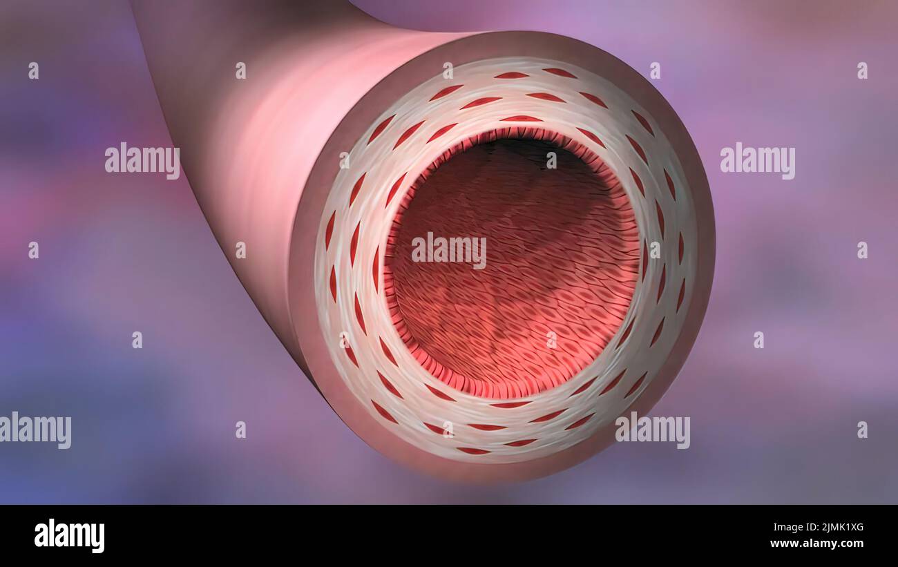 Blood circulatory system hi-res stock photography and images - Alamy