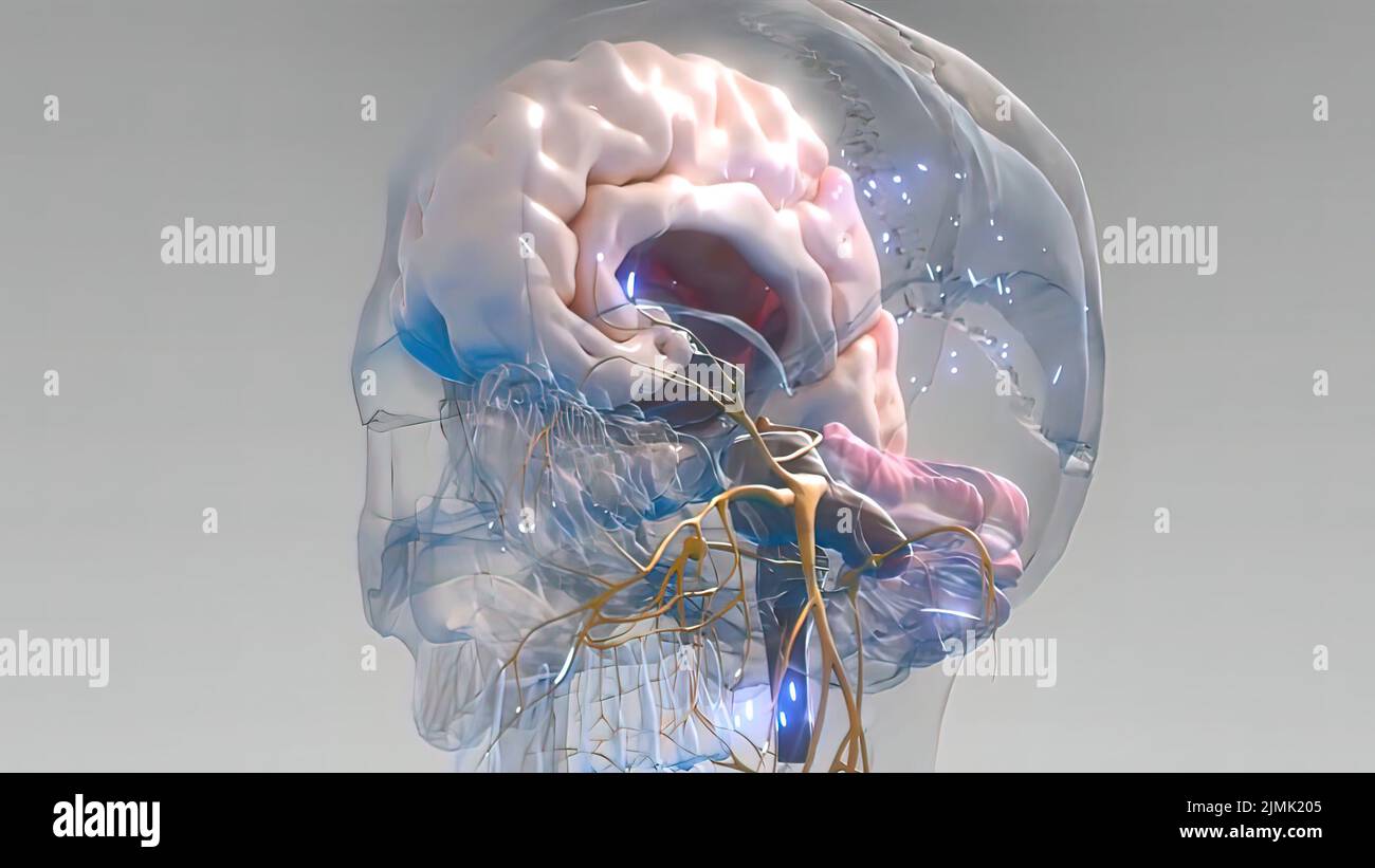 Animal human brain hi-res stock photography and images - Alamy