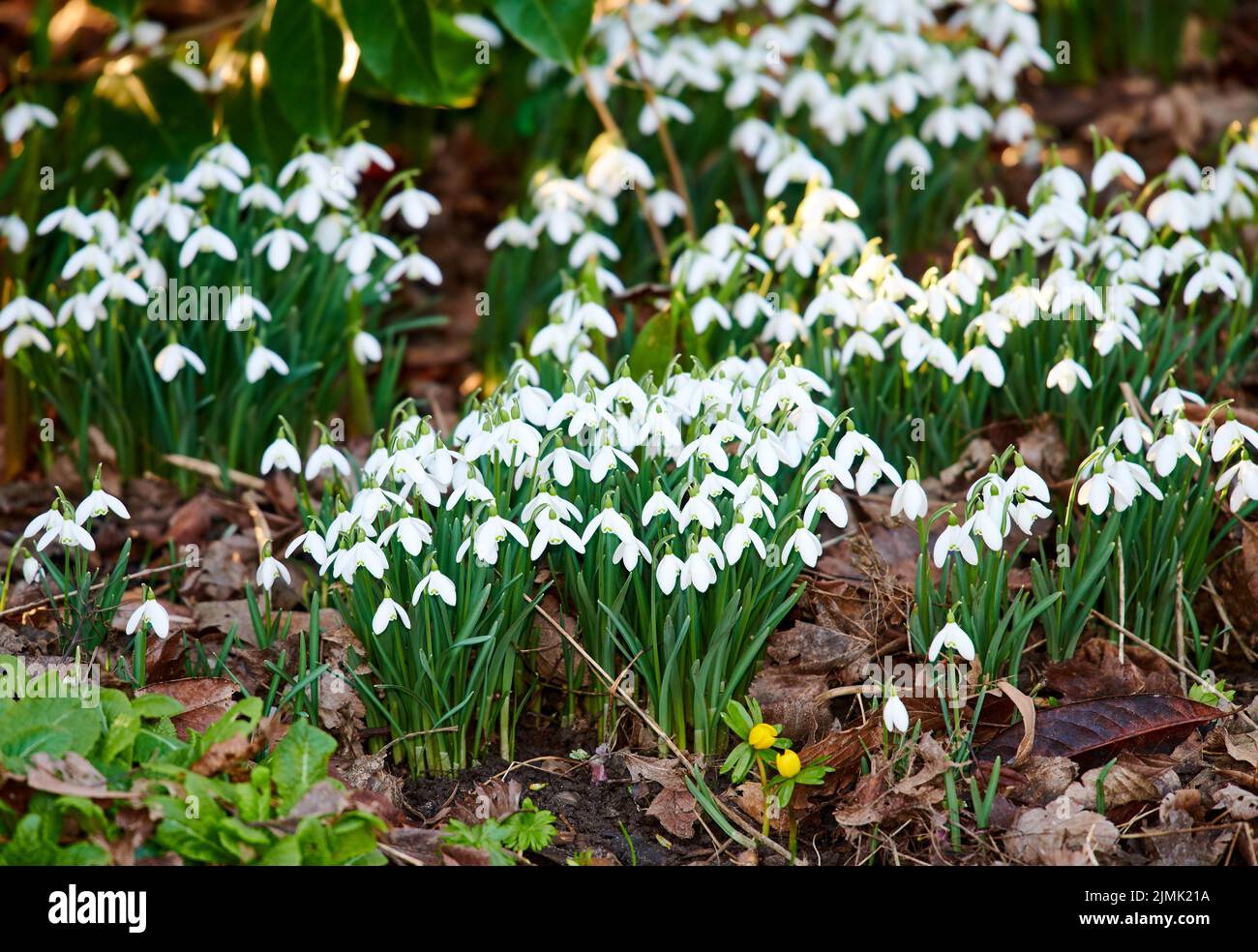 Common snowdrop - Galanthus nivalis Stock Photo - Alamy