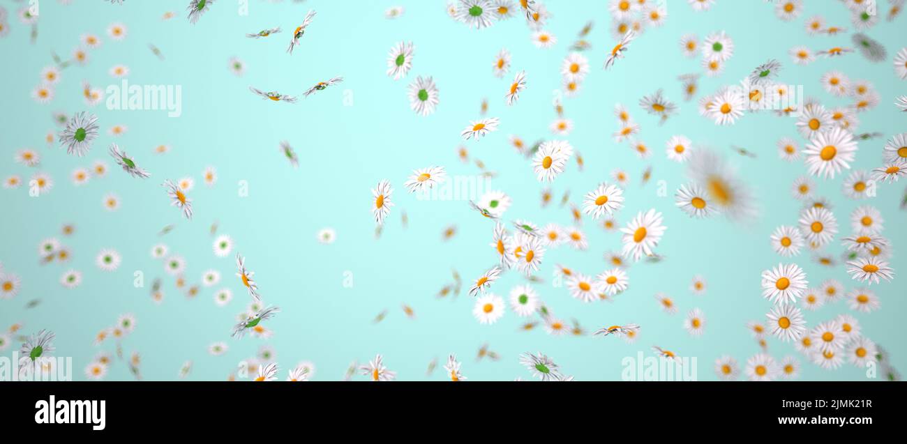 Flying white daisy flowers Stock Photo - Alamy