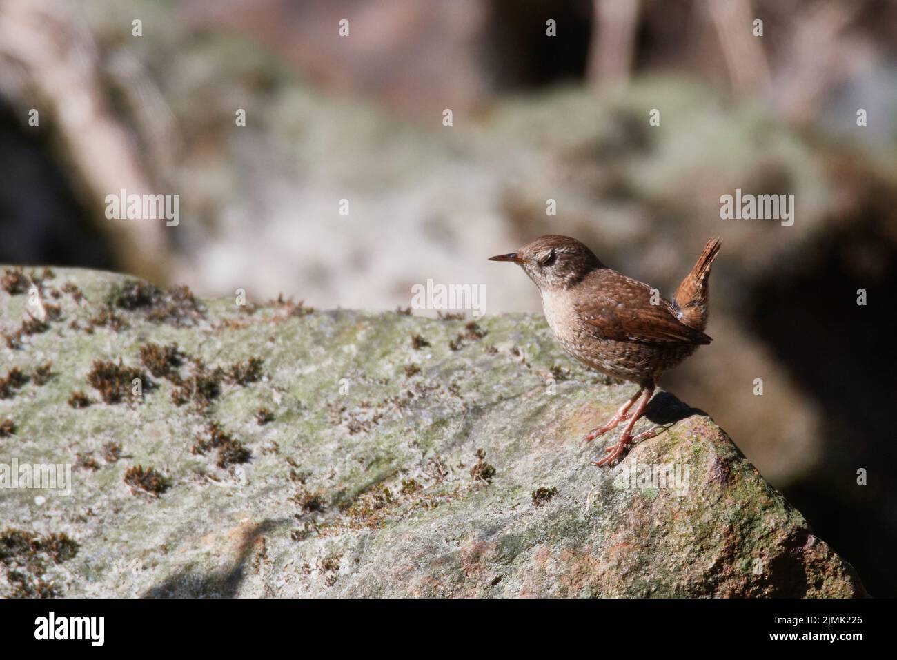 Mating wren hi-res stock photography and images - Alamy
