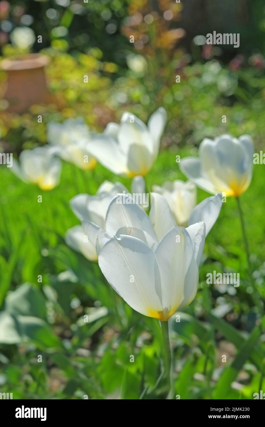 Tulips in my garden. A photo of beautiful tulips in the garden in early ...