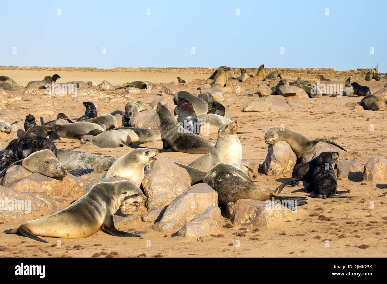 Cape cross sea lion hi-res stock photography and images - Alamy