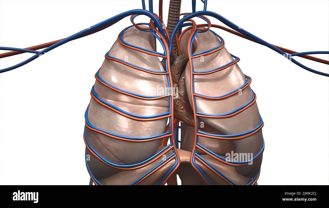 Pulmonary transparent hi-res stock photography and images - Alamy