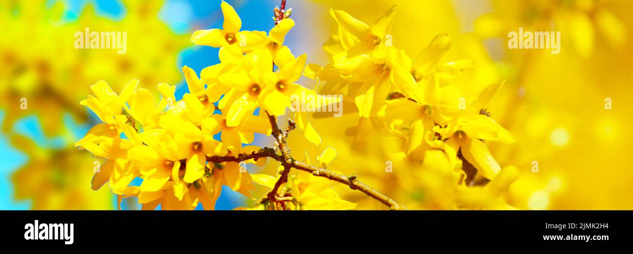 Beautiful branch of blossoming tree in spring Stock Photo - Alamy