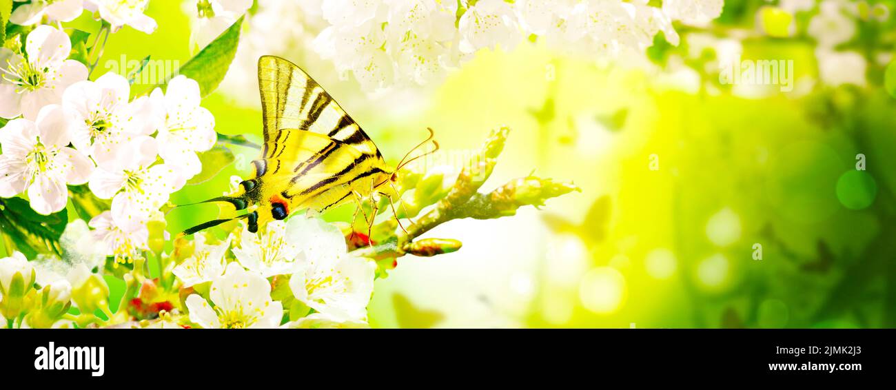 Beautiful branch of blossoming tree in spring with butterfly Stock ...