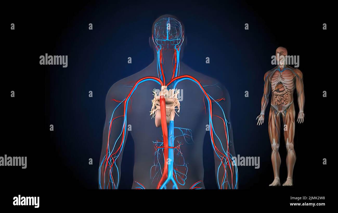 Human male circulatory hi-res stock photography and images - Alamy