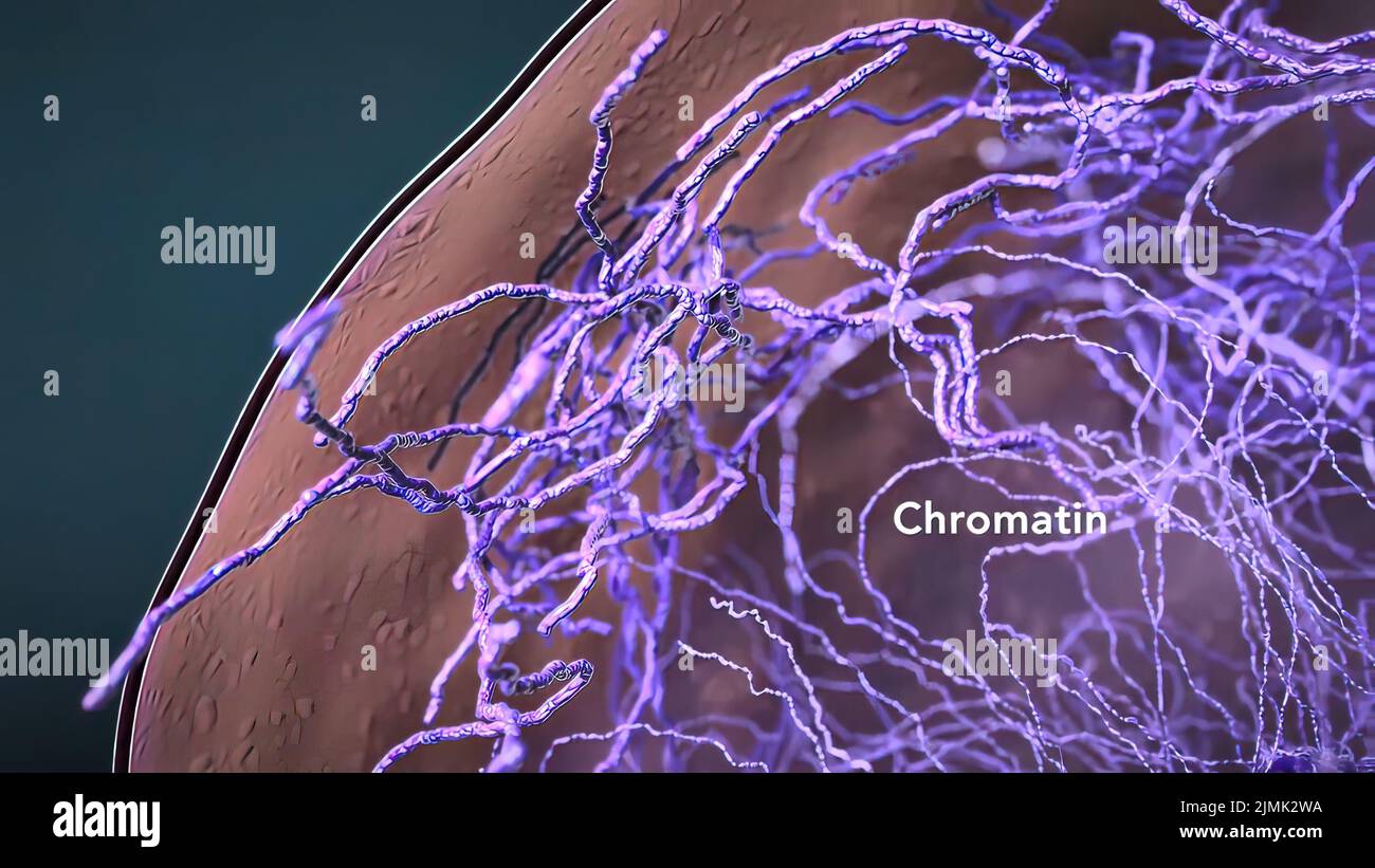 Mitochondria and endoplasmic reticulum hi-res stock photography and ...