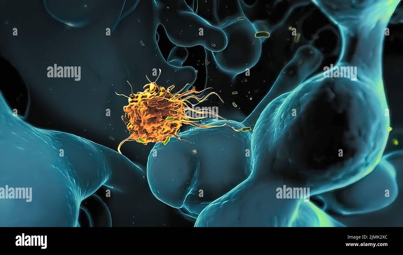 Microscope lactic acid bacteria hi-res stock photography and images - Alamy