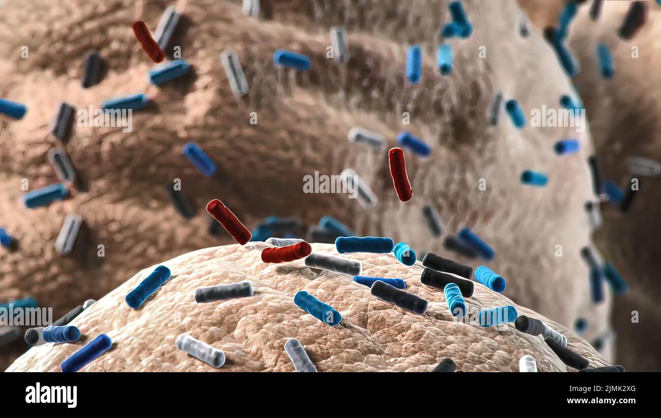 Microbiome bacteria hi-res stock photography and images - Alamy