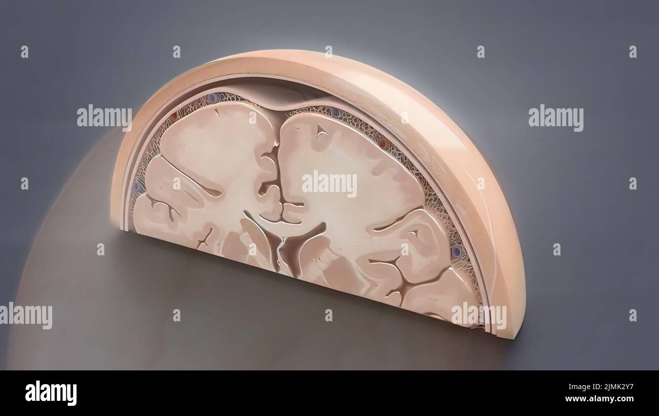 With half brain hi-res stock photography and images - Alamy