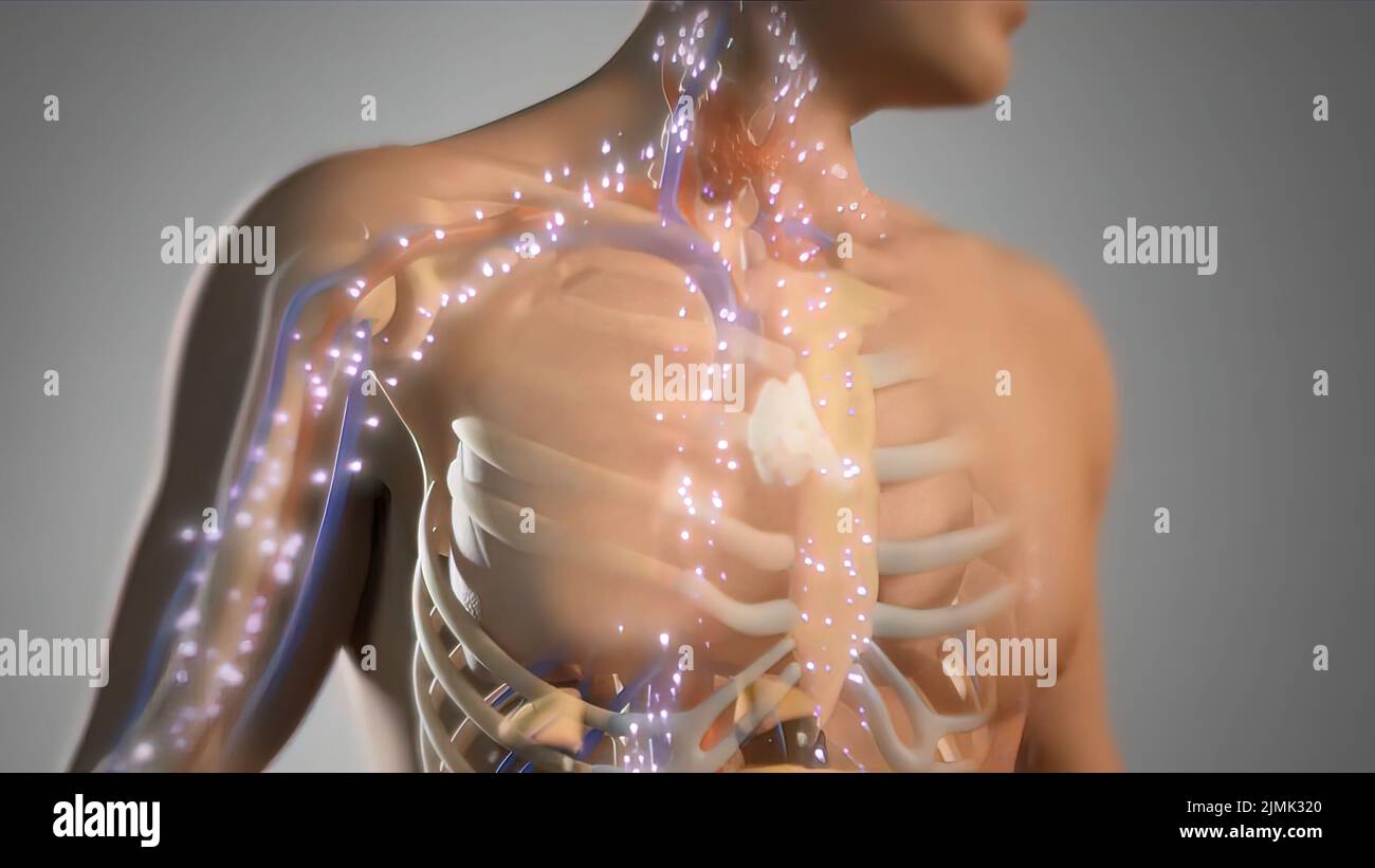 Illustration of motor neuron hi-res stock photography and images - Alamy