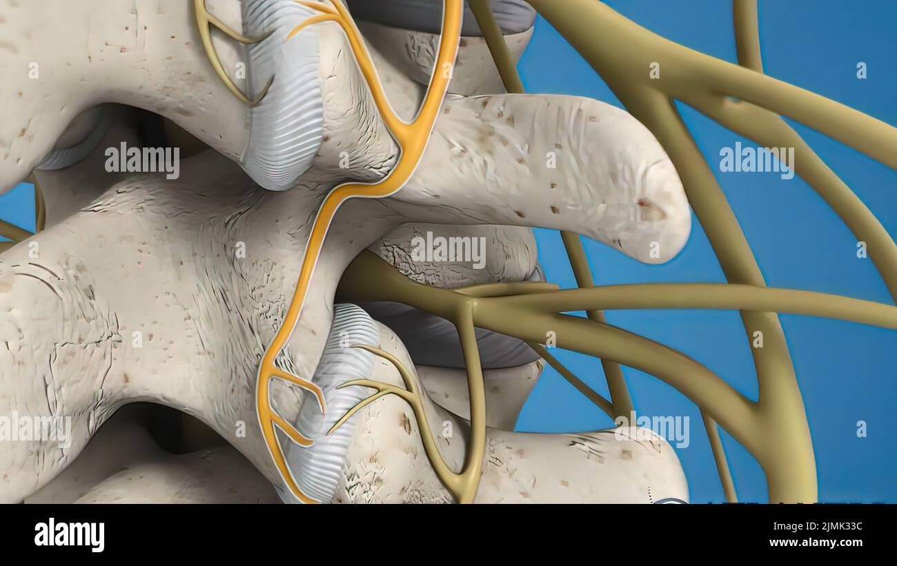 Human arm nerves hi-res stock photography and images - Alamy