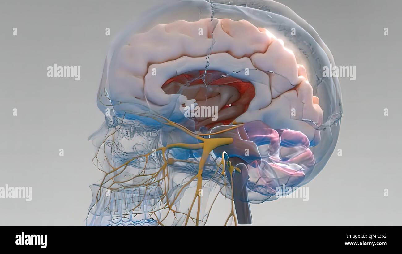 Animal human brain hi-res stock photography and images - Alamy