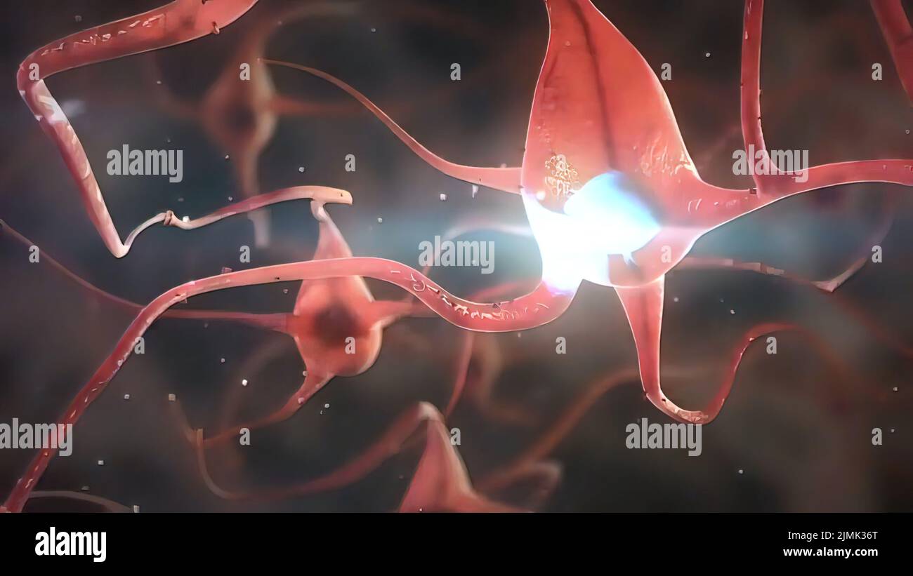 The Human Nervous System 3D medical illustration Stock Photo - Alamy