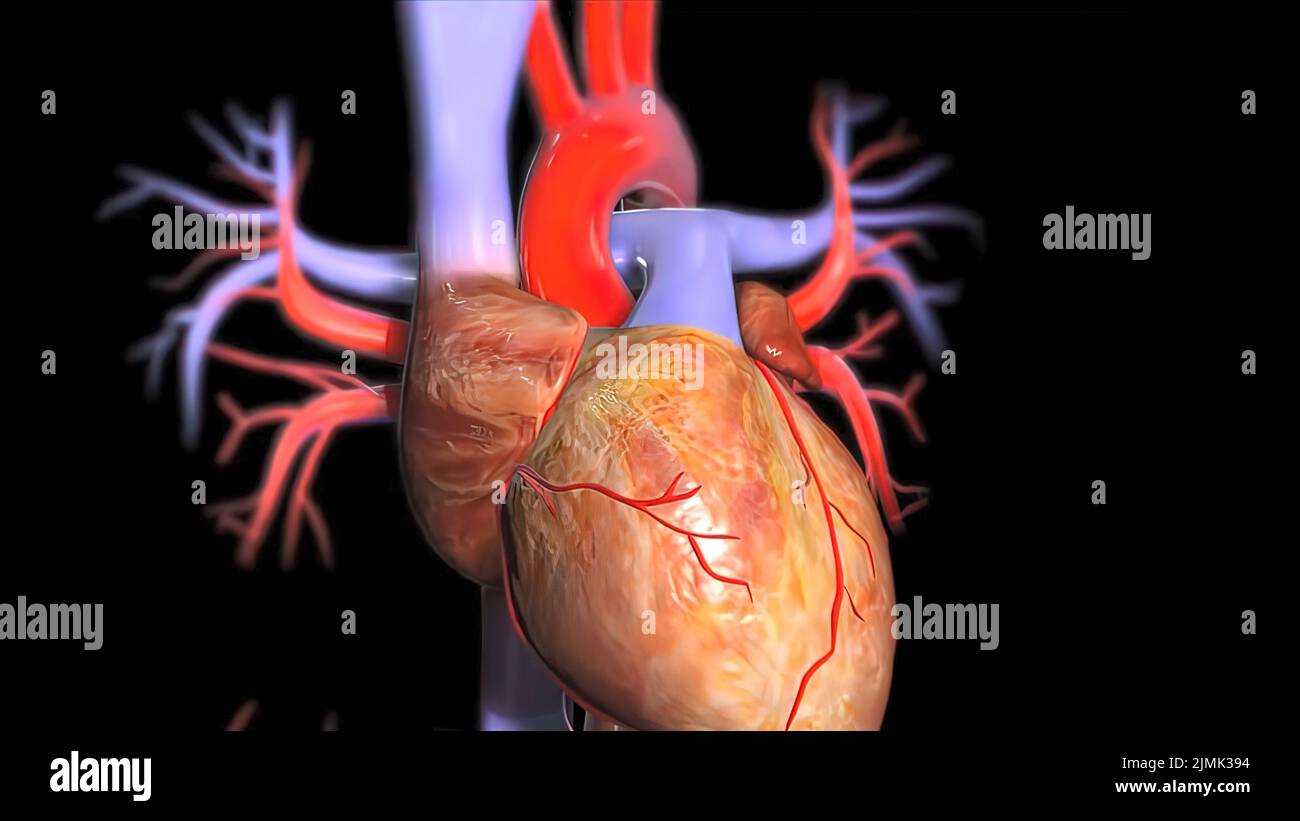 Healthy heart anatomy hi-res stock photography and images - Alamy