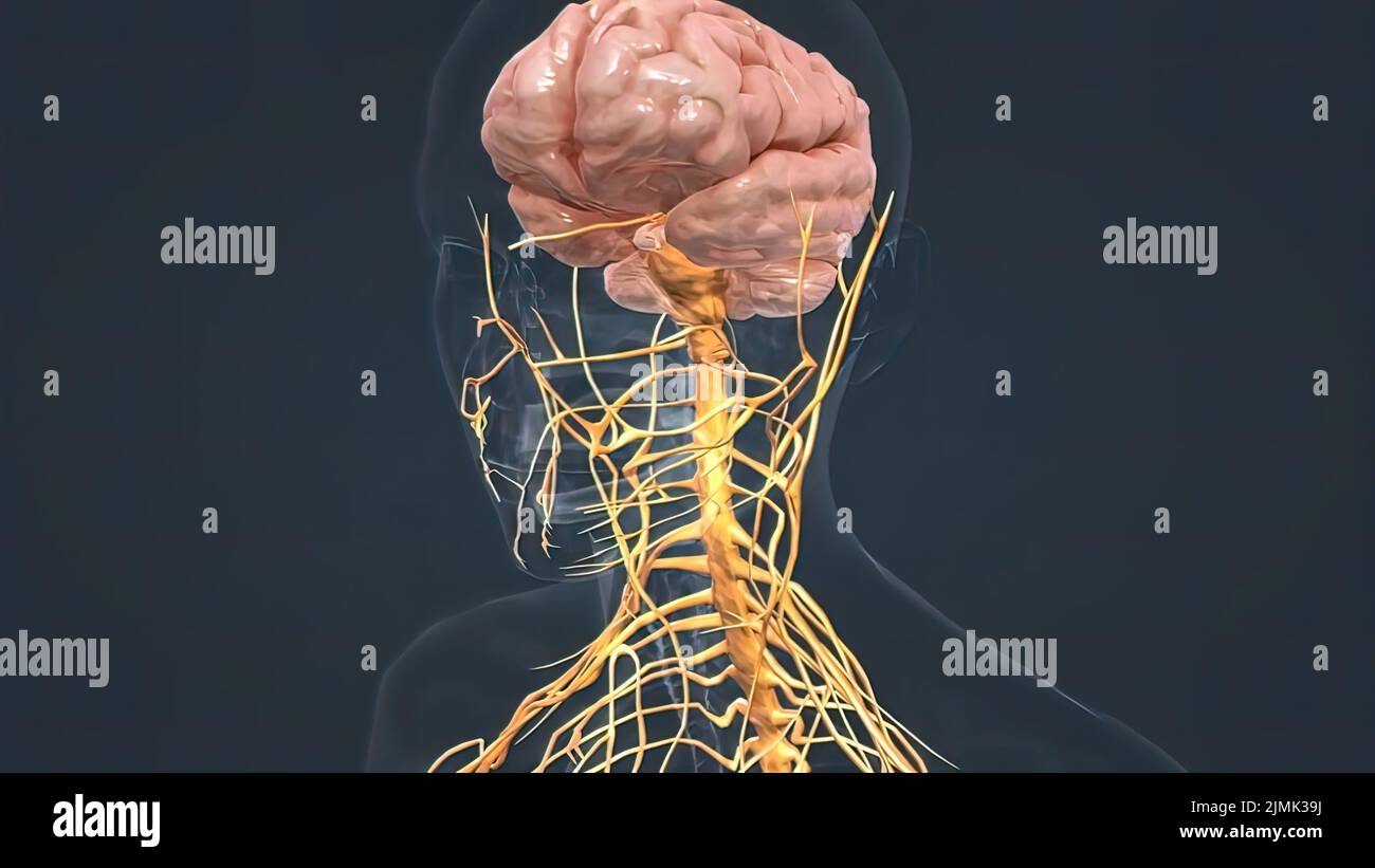Human brain process hi-res stock photography and images - Alamy