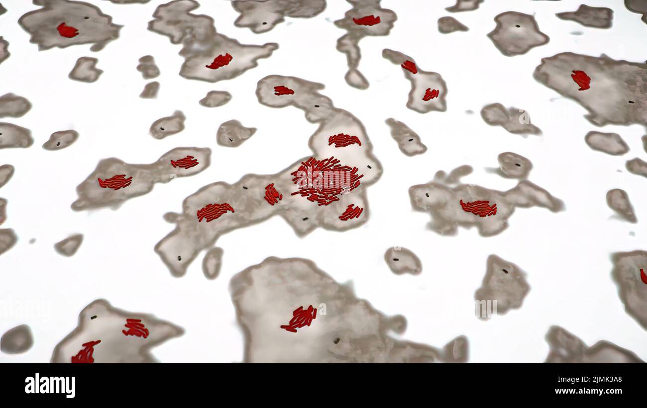 Microscope lactic acid bacteria hi-res stock photography and images - Alamy