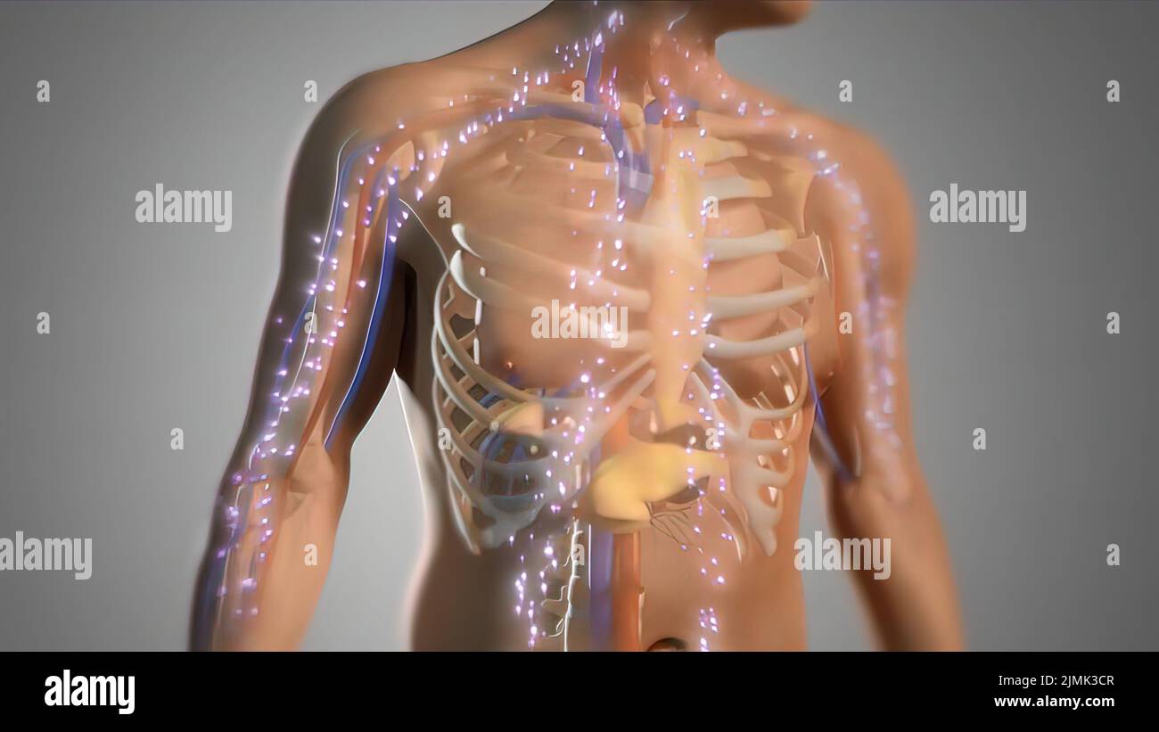 Illustration of motor neuron hi-res stock photography and images - Alamy