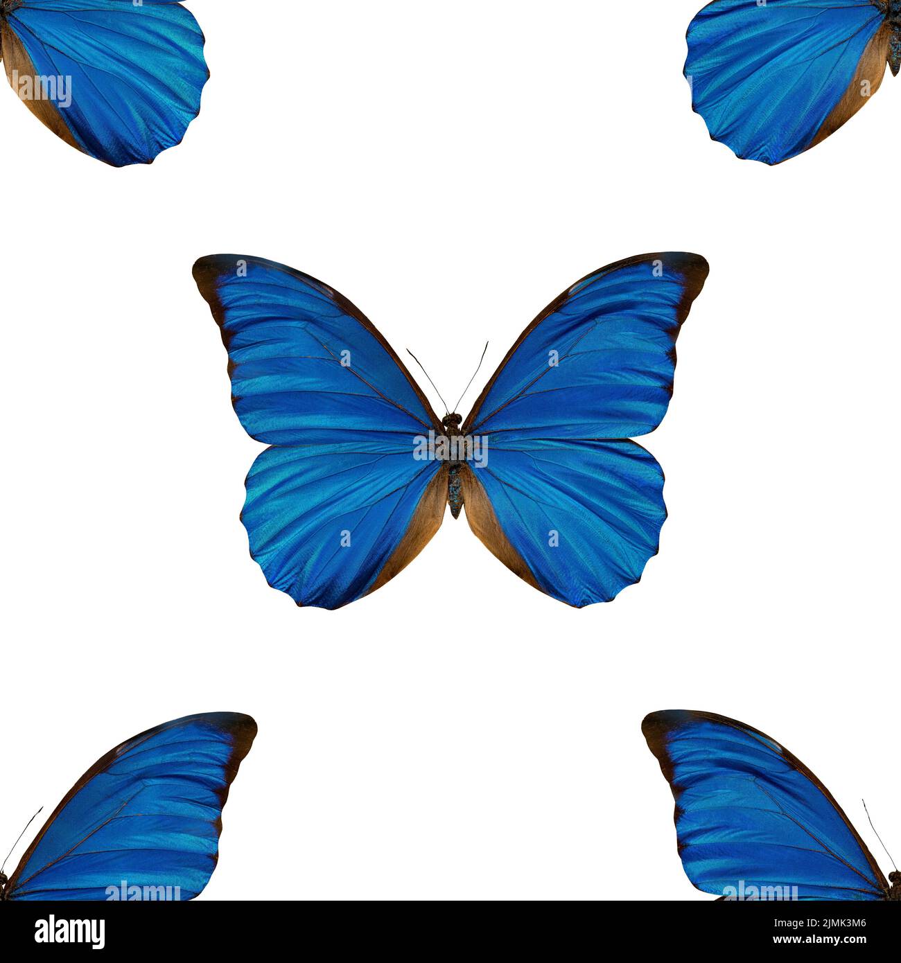 Seamless pattern of blue butterflies. Natural background of beautiful ...