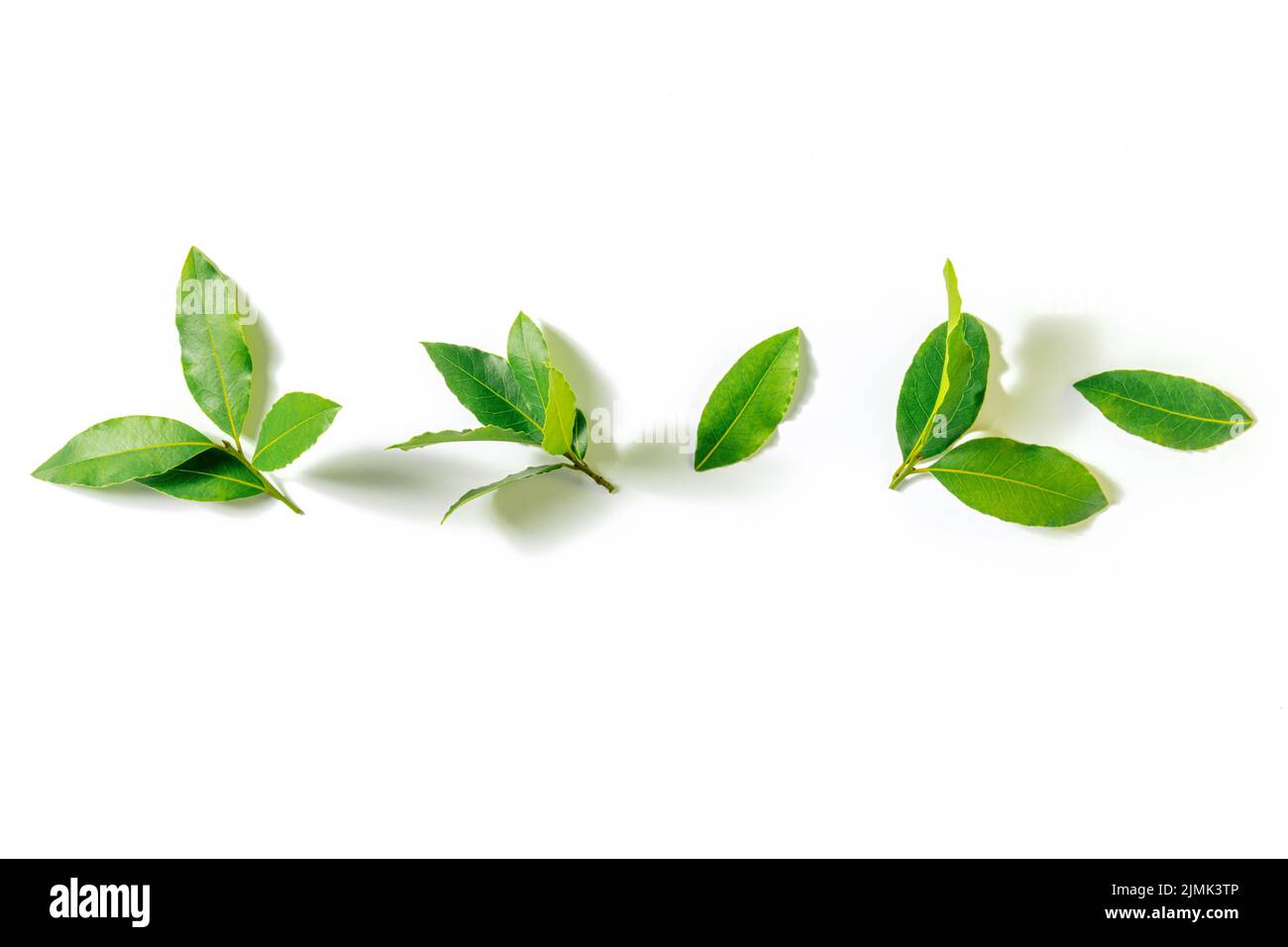 Bay leaf. Branches of laurel leaves, isolated on a white background ...