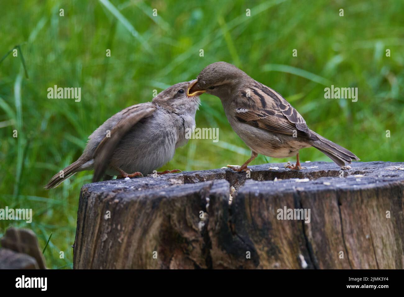 Young house sparrow feeding Stock Photo - Alamy