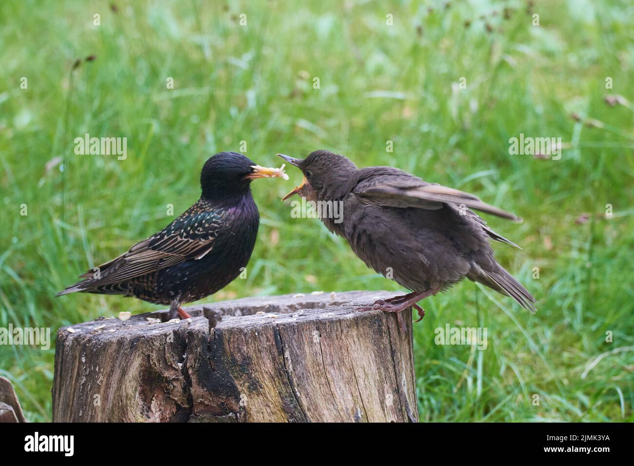 Young common starling Stock Photo - Alamy