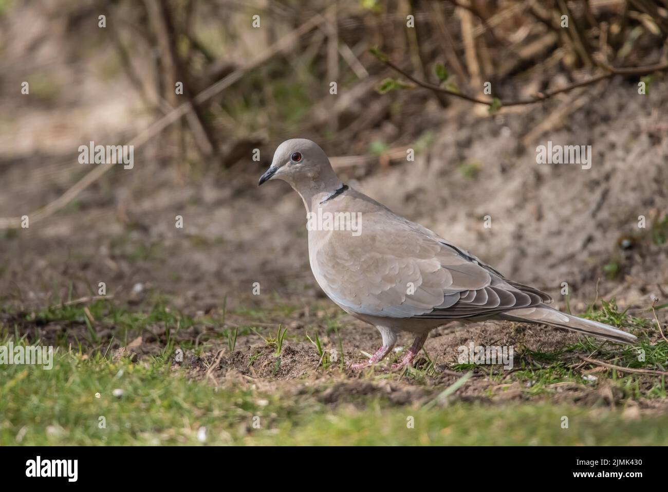 Taubenfamilie hi-res stock photography and images - Alamy