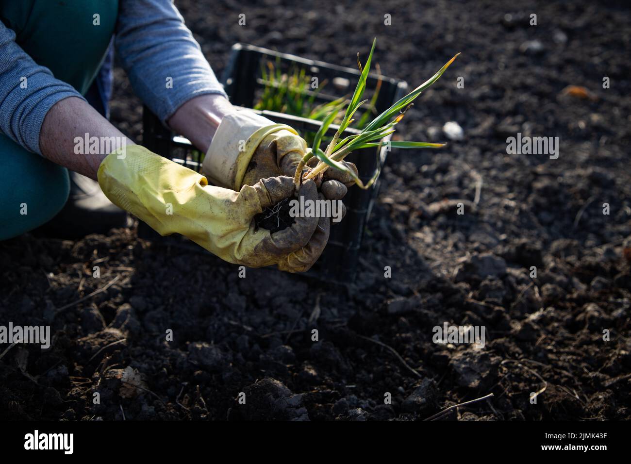 Farmer sowing garlic planting in hi-res stock photography and images ...