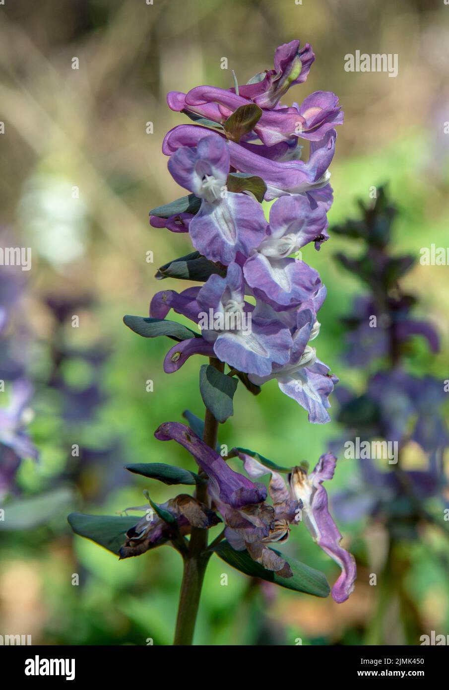 Purple blooming hollow root hi-res stock photography and images - Alamy