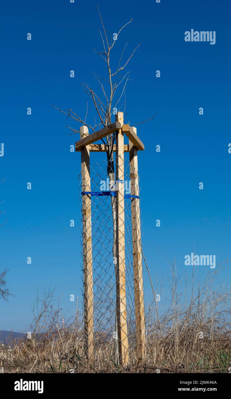 Mesh tree guard protecting young tree from wildlife damage. Seedling or ...