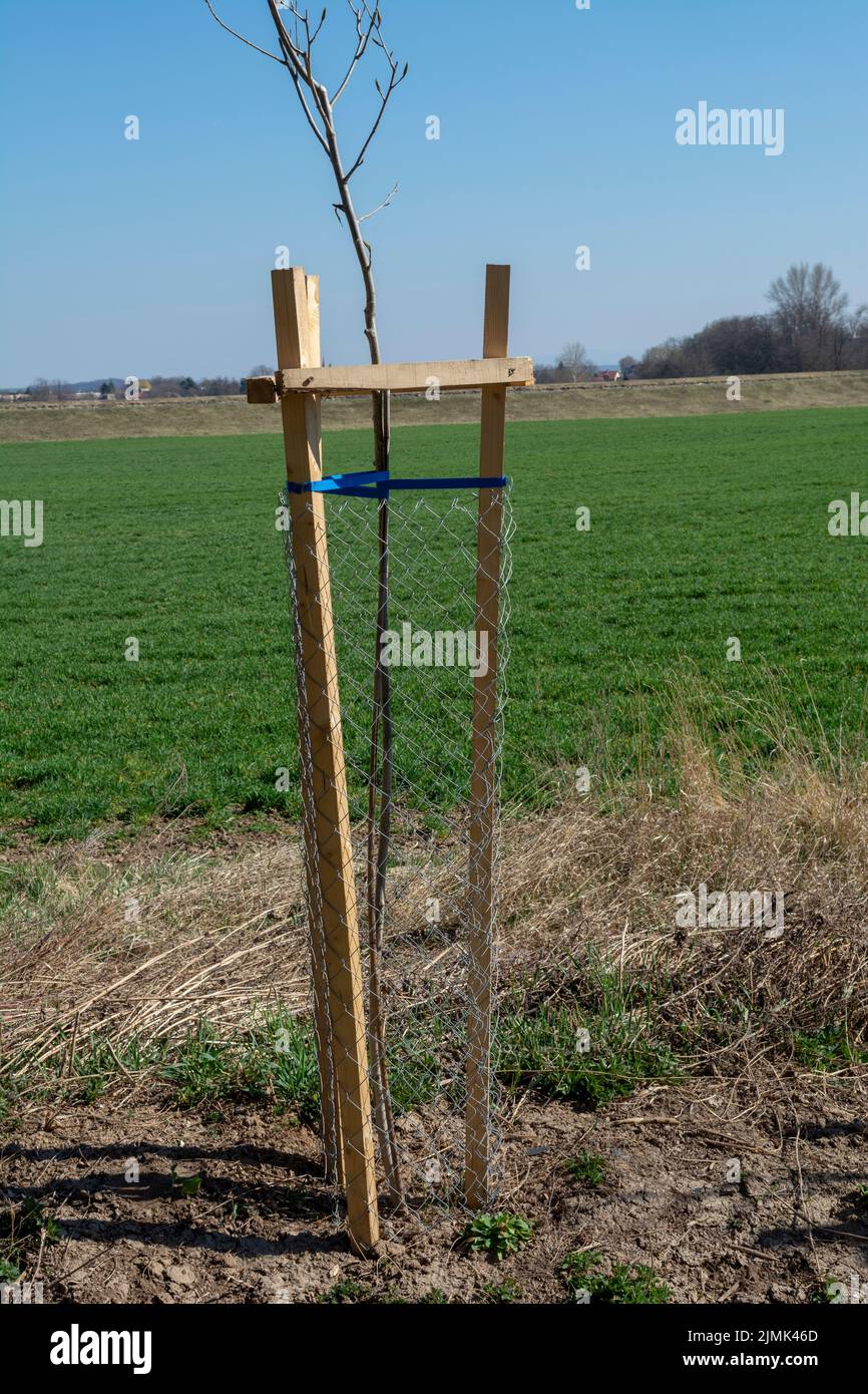 Mesh tree guard protecting young tree from wildlife damage. Seedling or ...