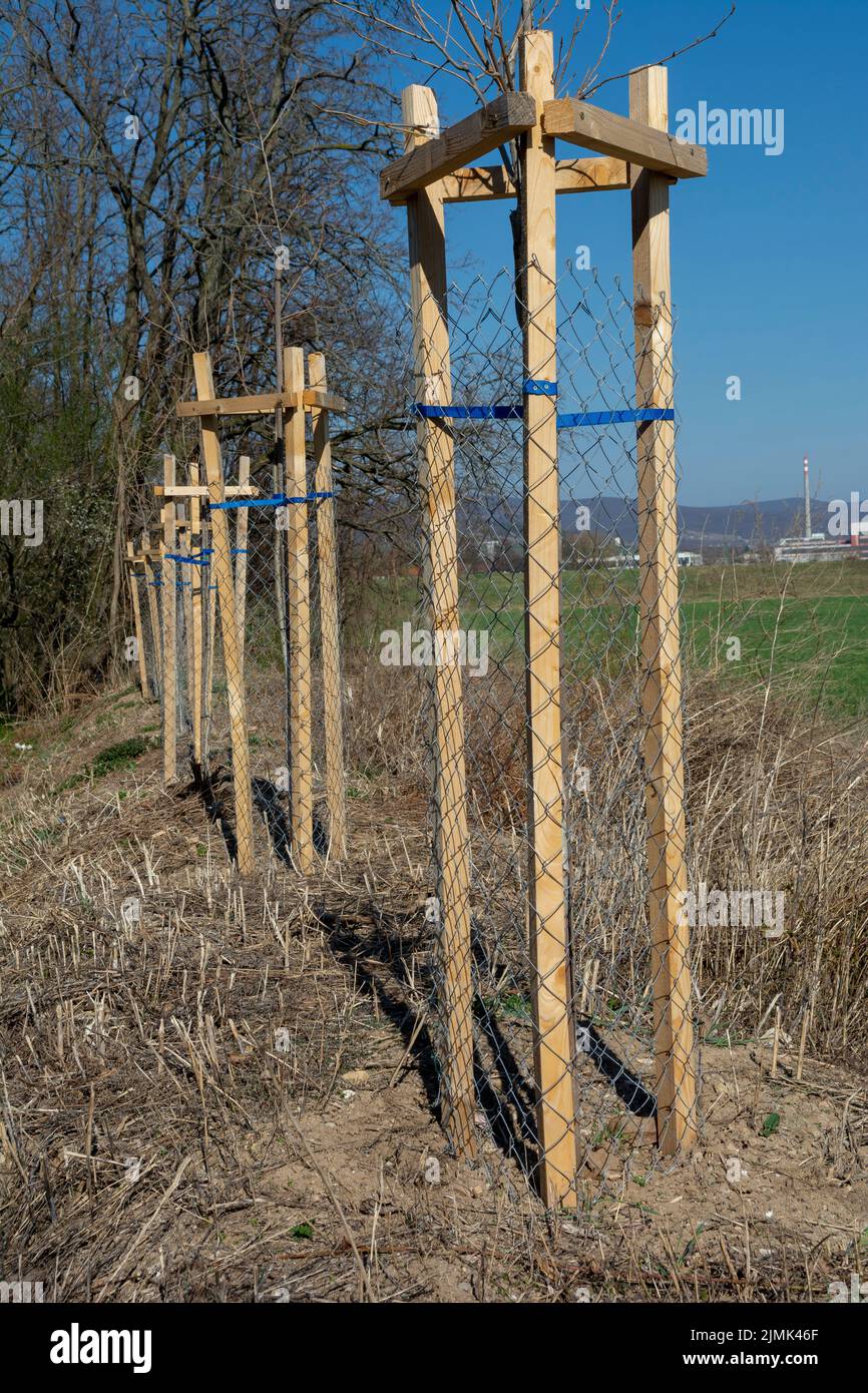 Mesh tree guard protecting young tree from wildlife damage. Seedling or ...