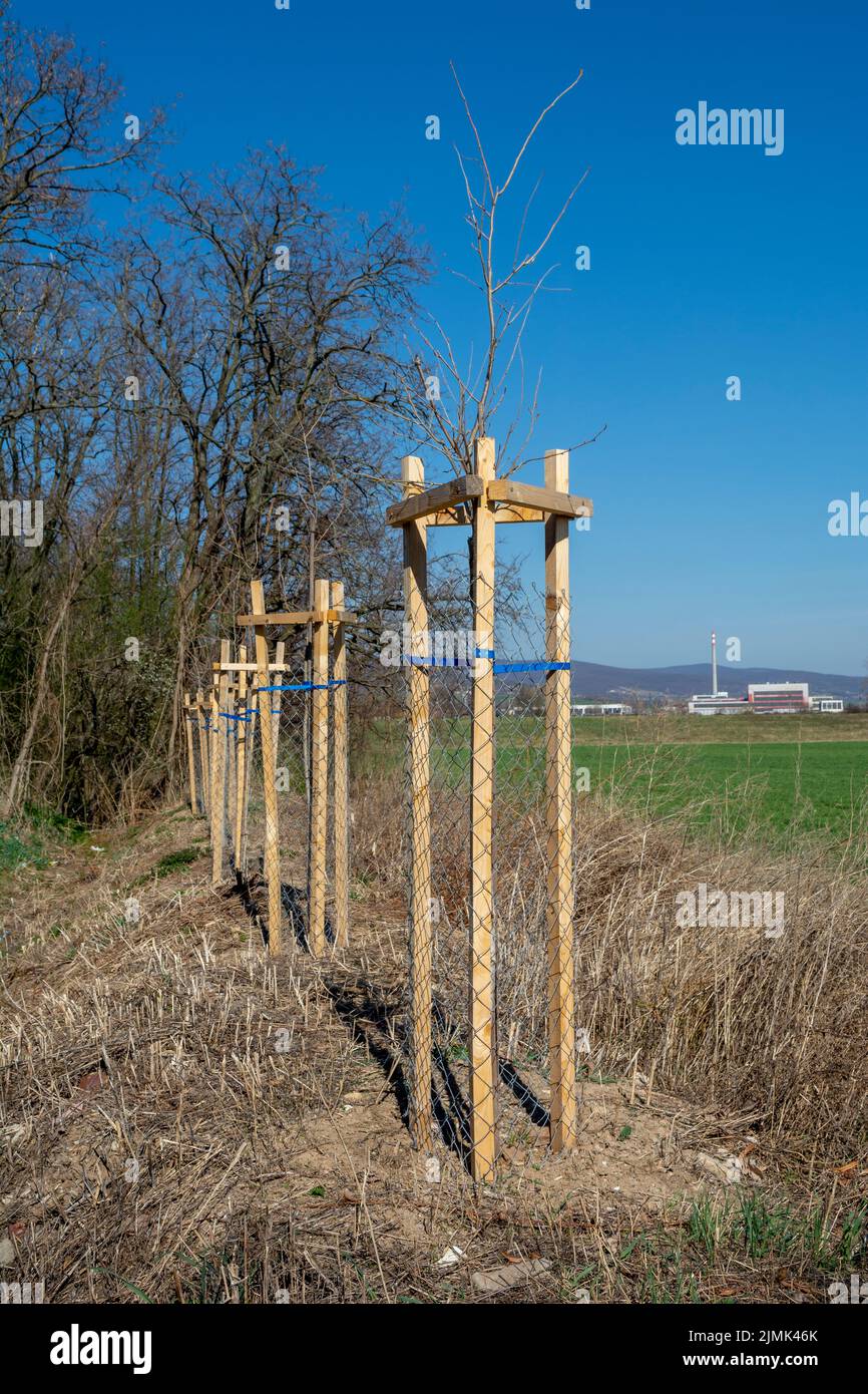 Sapling protectors hi-res stock photography and images - Alamy