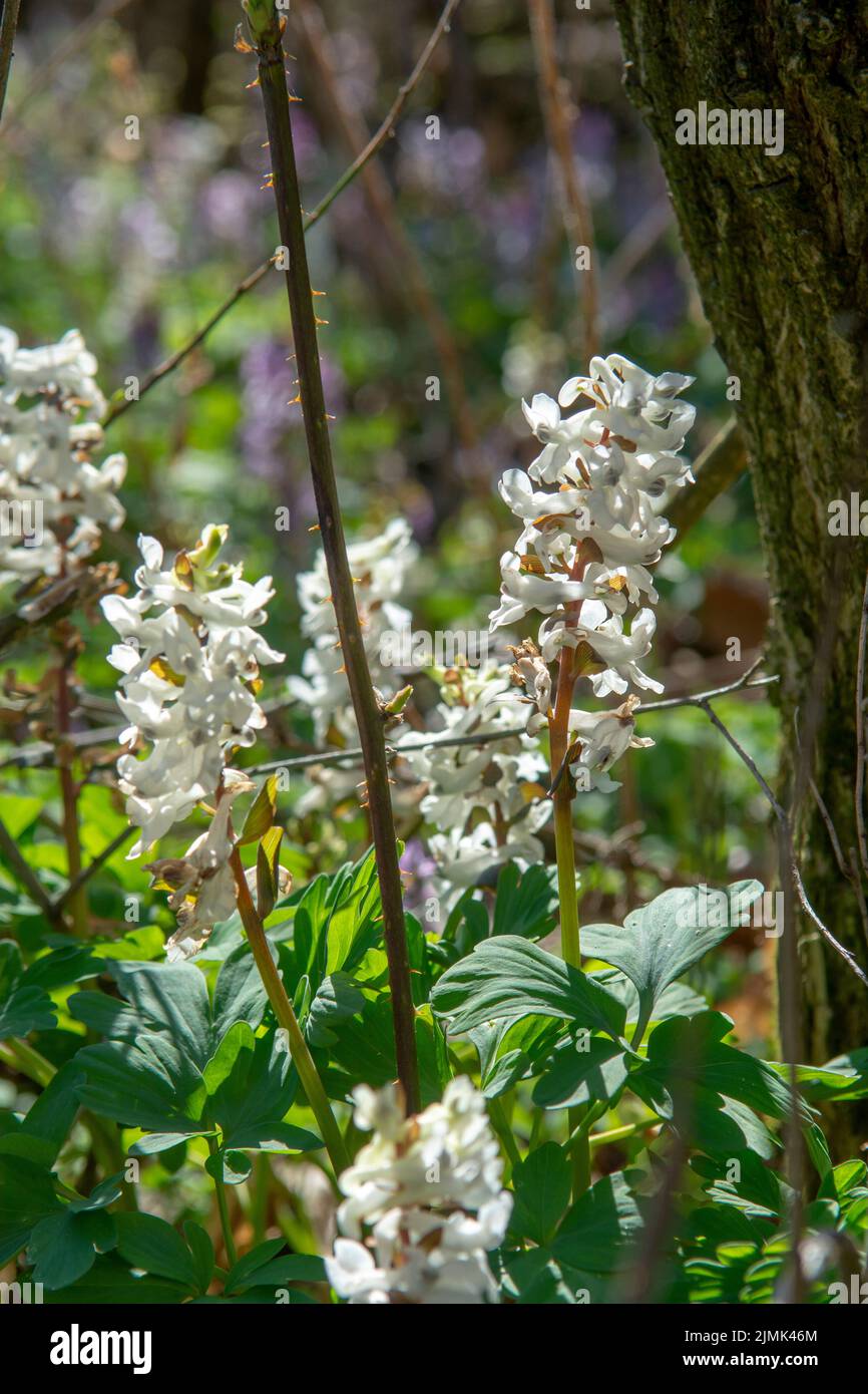 White flowers of Hollowroot in the forest. Blooming Corydalis cava in ...