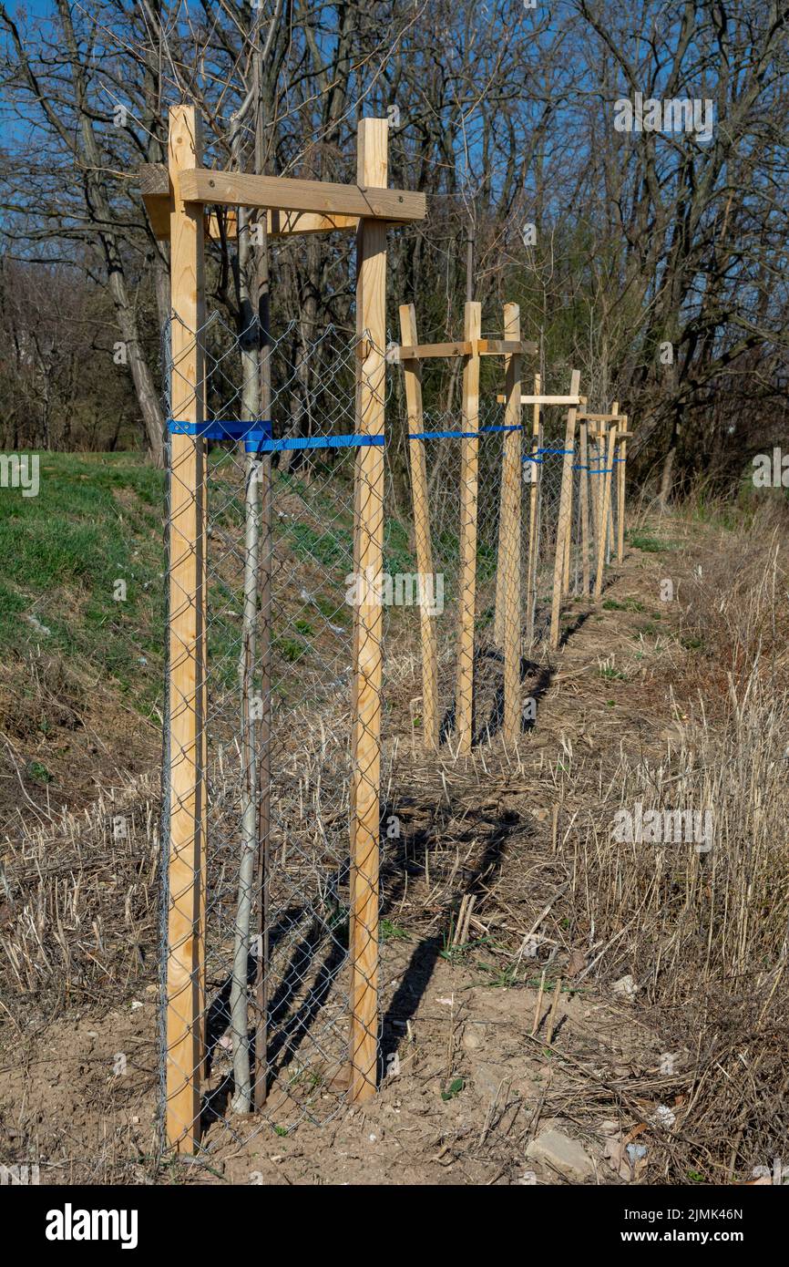 Mesh tree guard protecting young tree from wildlife damage. Seedling or ...
