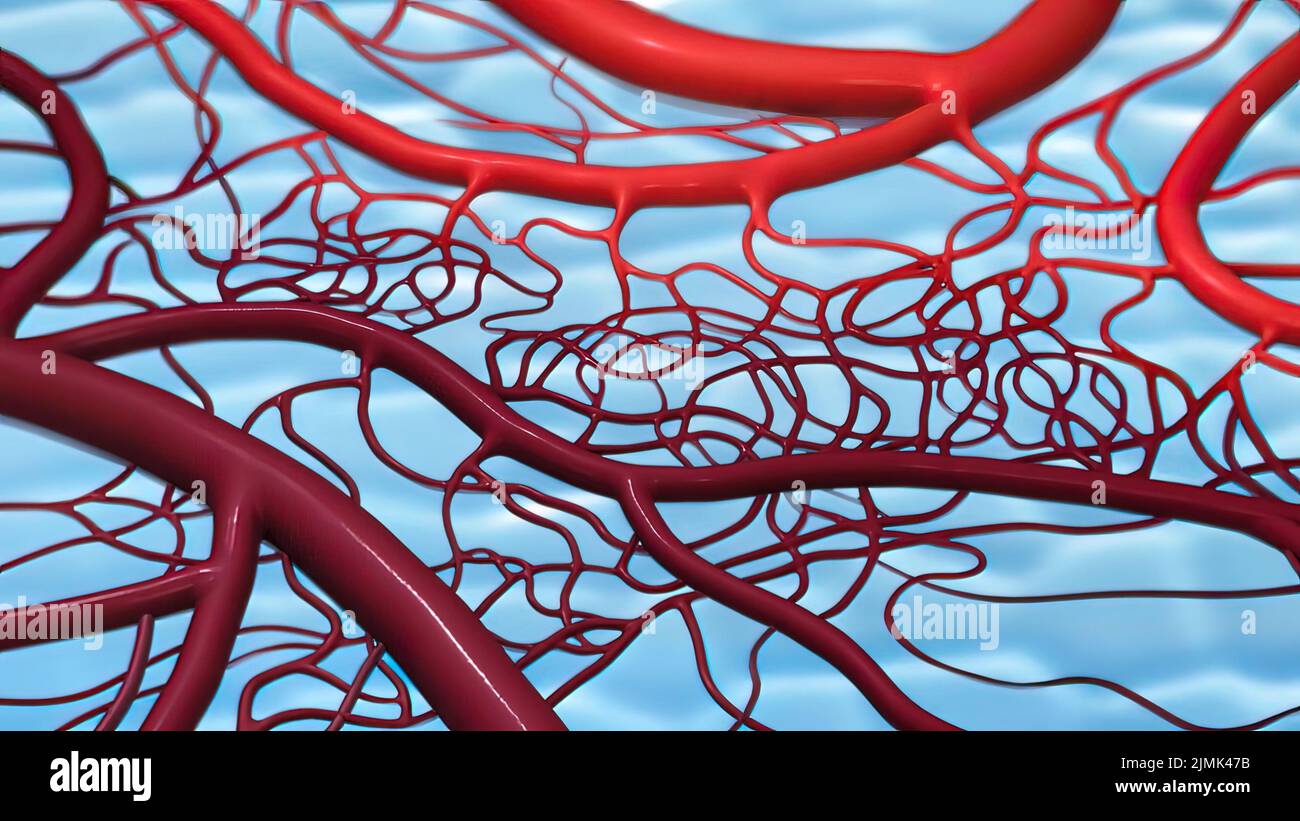 Blood capillary hi-res stock photography and images - Alamy